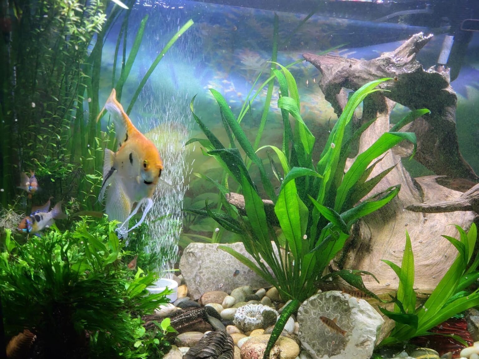 15 Best Fish Tank Filters (May 2026) Expert Reviews