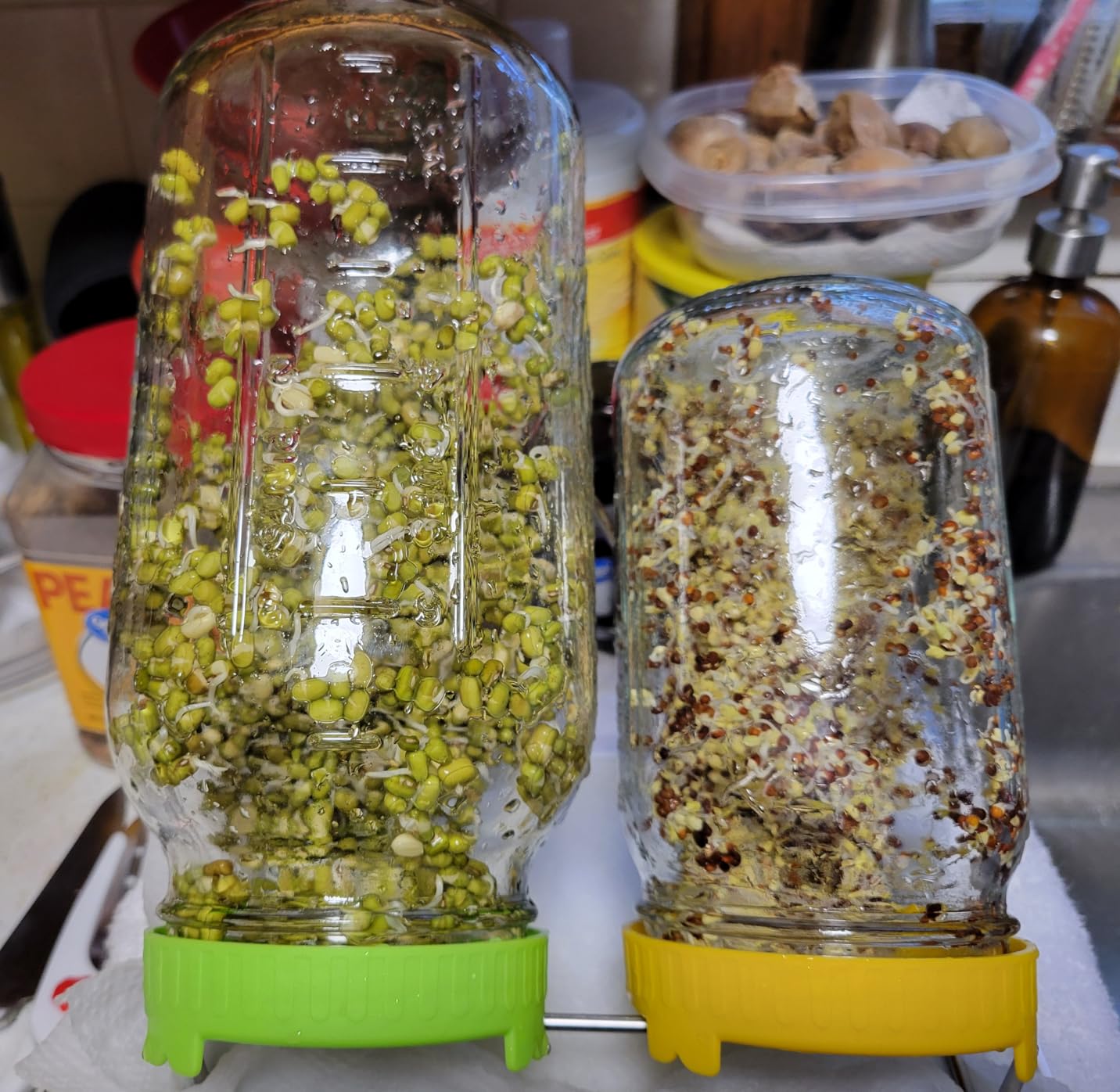 10 Best Sprouting Kits (April 2026) Expert Reviews