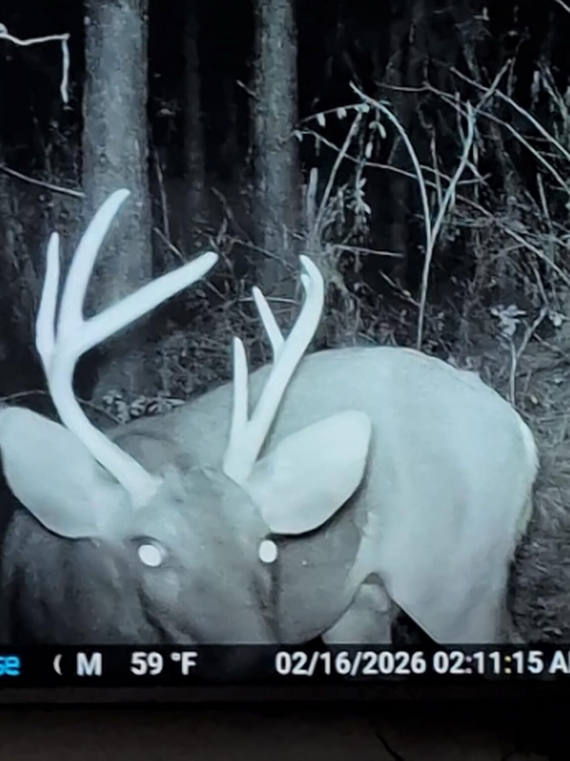 15 Best Camera Traps for Wildlife Research (May 2026) Expert Reviews